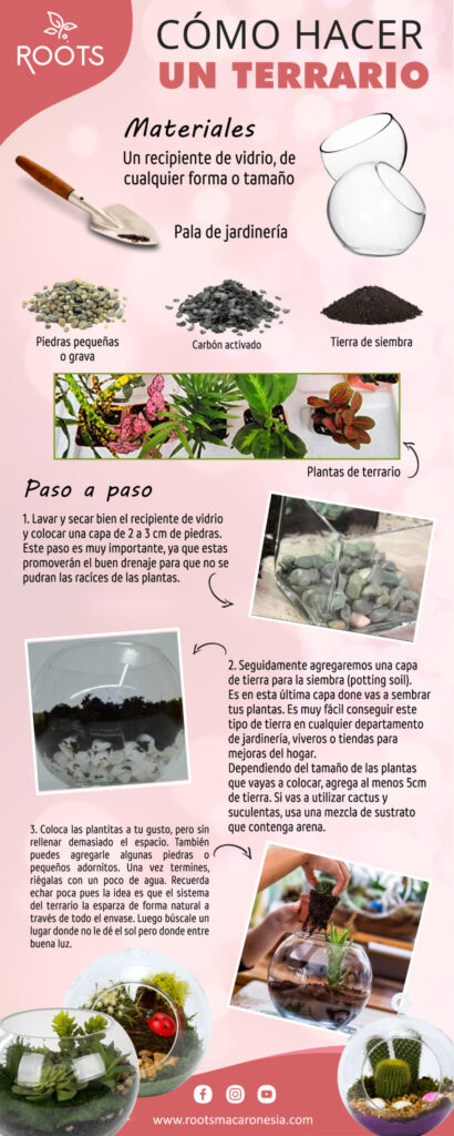 Guía Paso a Paso para Crear tu Propio Terrario - Jardineria Ideal