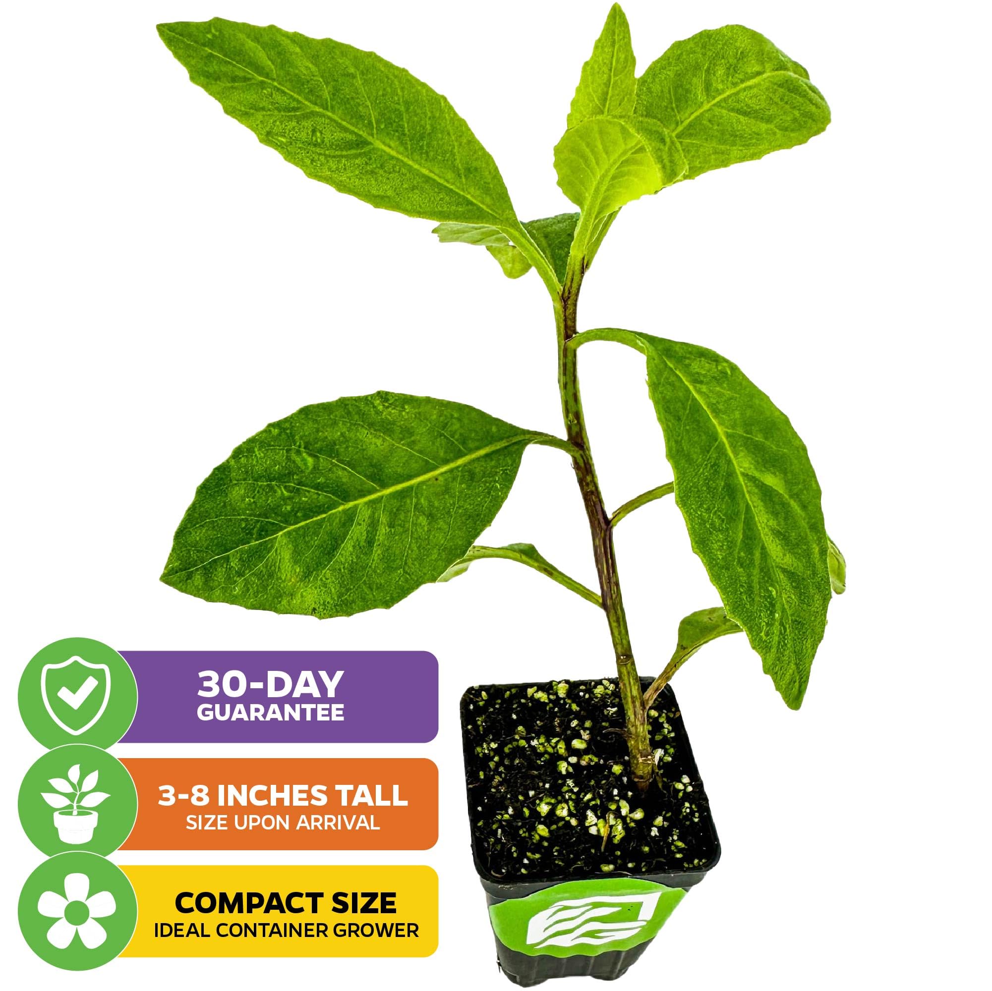 Gynura Procumbens: Guía para Cultivar Espinaca de Longevidad ...