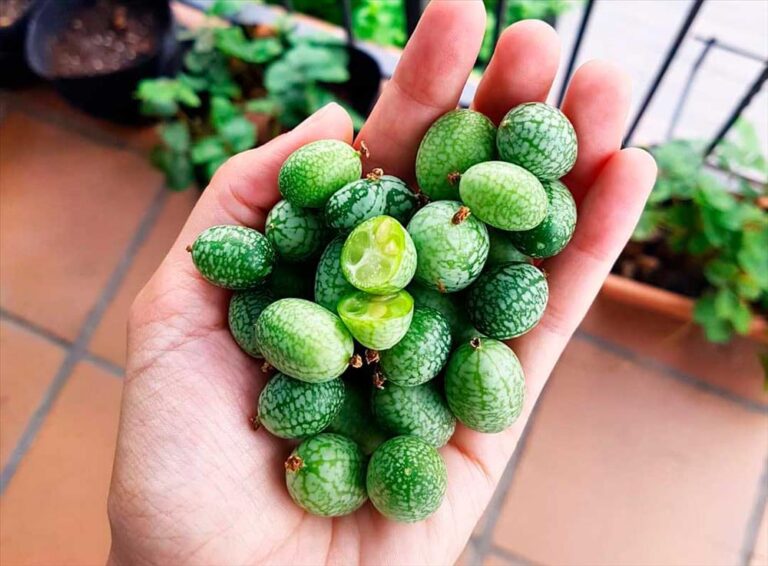 Planta de Cucamelón: Melones Poderosos del Ratón - Jardineria Ideal