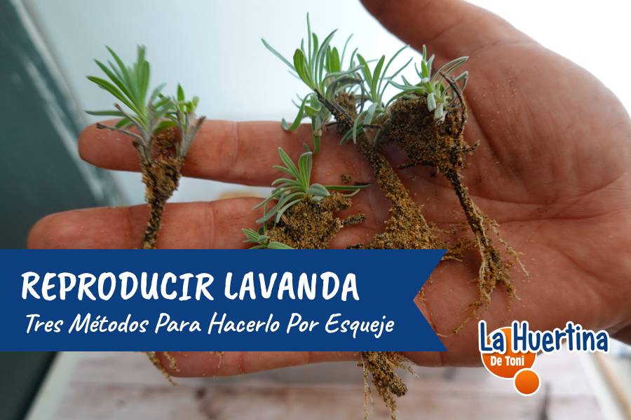 Propaga lavanda de esquejes en 7 sencillos pasos - Jardineria Ideal