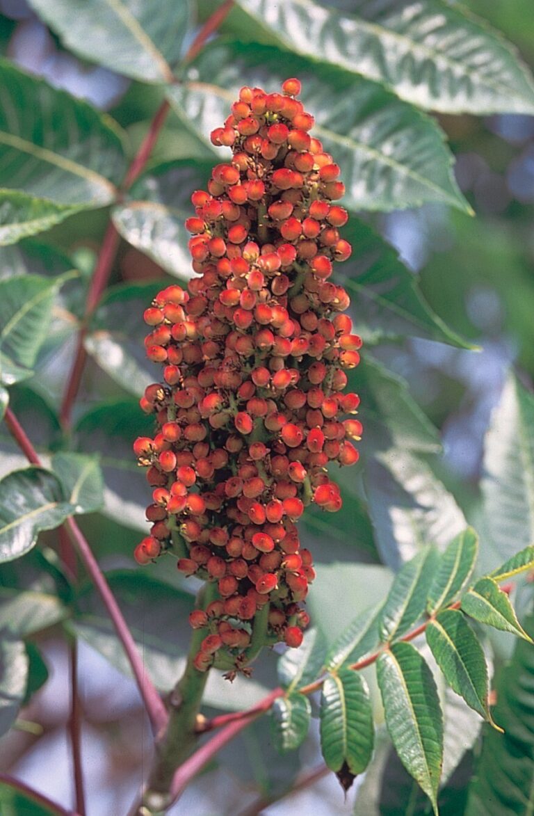Rhus Glabra: Cultiva el Zumaque Liso sin Complicaciones - Jardineria Ideal